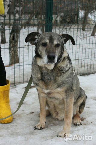 Барсу очень грусно в приюте