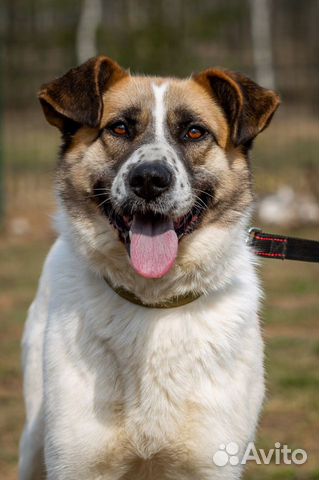 Чудесная собака из приюта ждет свою семью