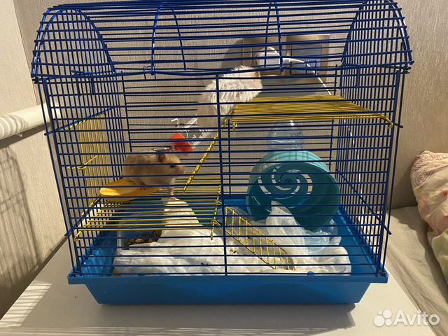 Продаю двух сирийских хомяком(2 мальчика) с клетко