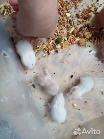 Сирийский хомяк - малыши крошки