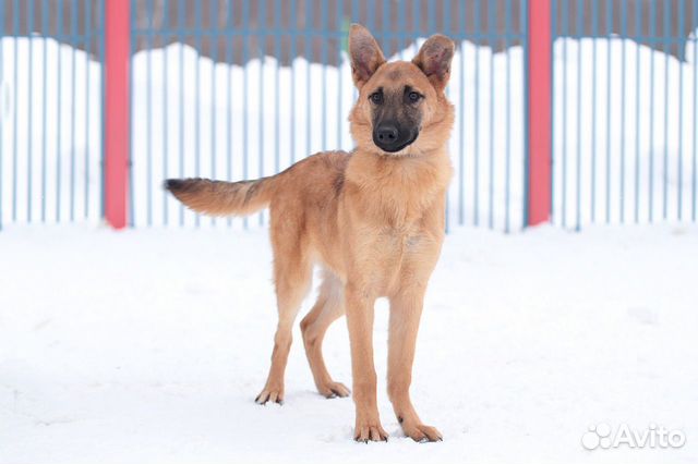 Общительная Ксюша ищет общительного хозяина