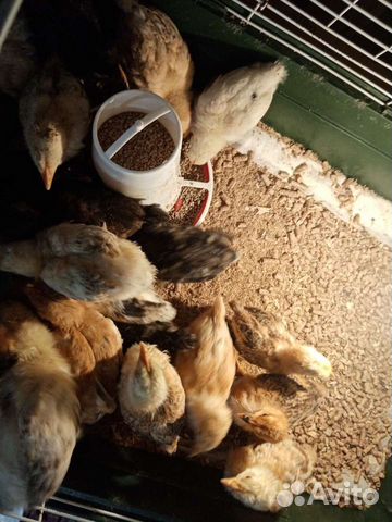 Циплята от домашней птицы
