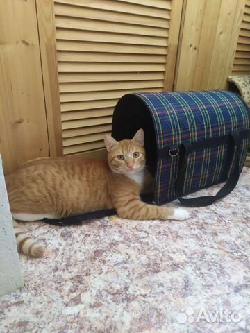 Котик