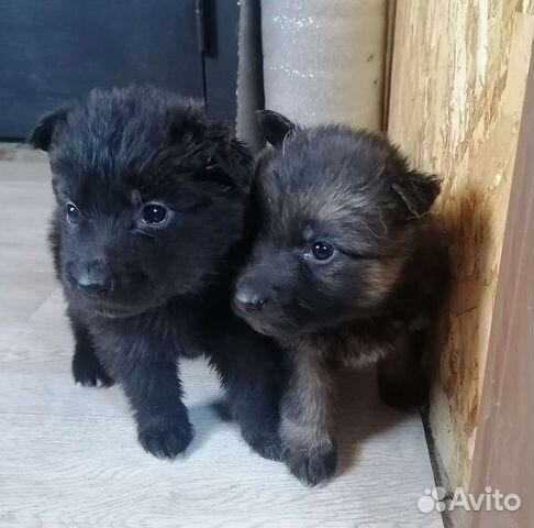 Щенки немецкой овчарки длинношерстной