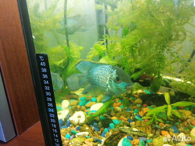 Нанокара блю