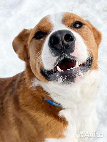 Собака Мавруша в Добрые Руки