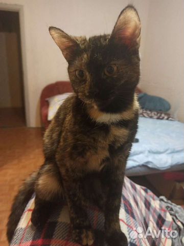 Кошка девочка