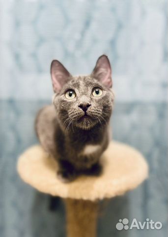 Котенок Мишка