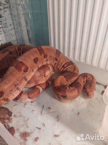 Императорский удав