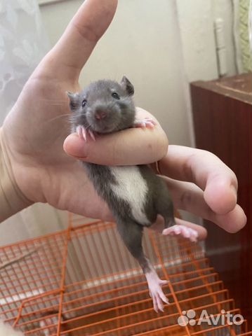 Крыска дамбо мальчик