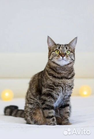 Кошка в дар