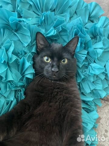 Нашёлся котенок