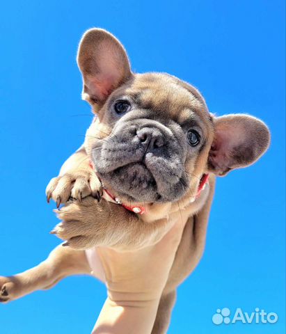 Французский бульдог голубо красный