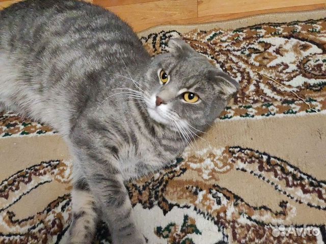 Шотландская вислоухая