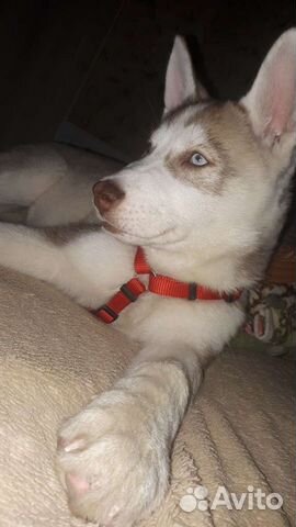 Щенок сибирской хаски