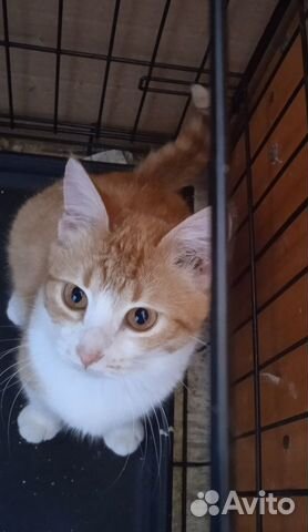 Миниатюрная кошечка