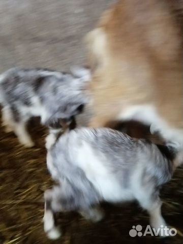 Козлята Приэльбруские