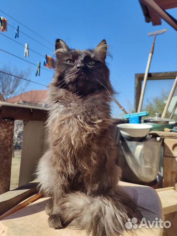 Милый и ласковый черныш кот мальчик