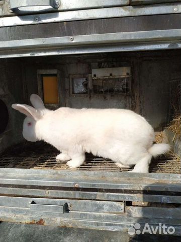 Кролик белый Паннон