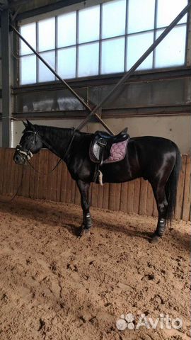 Ольденбургский мерин