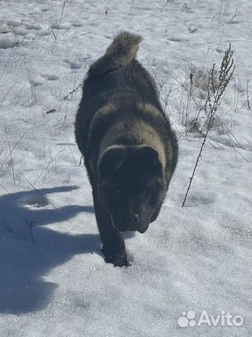 Американская акита