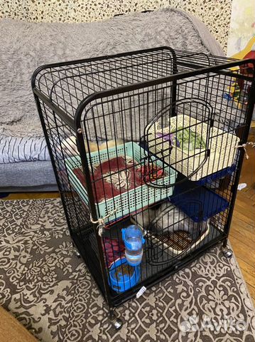 Продам 2-ух хорьков с клеткой