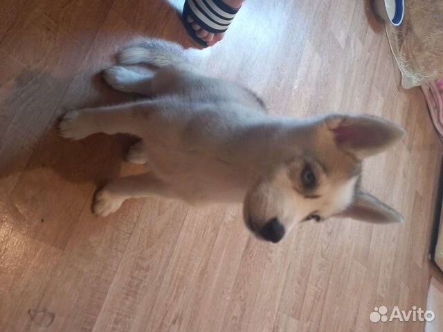 Щенок сибирской хаски