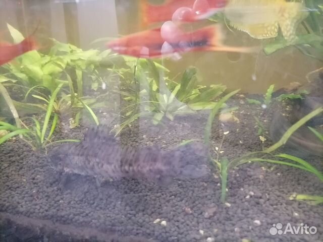 Терракатум, сом в аквариум