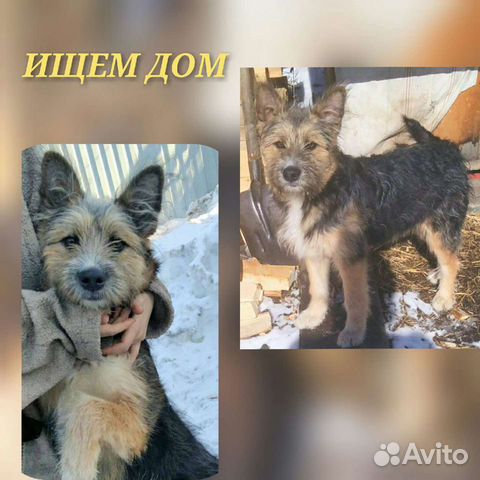 Небольшая собачка в Добрую семью