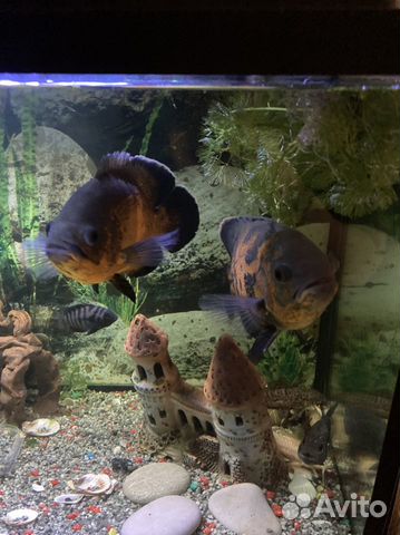 Рыба астронотус