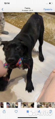 Отдам сабаку в добрые руки звоните