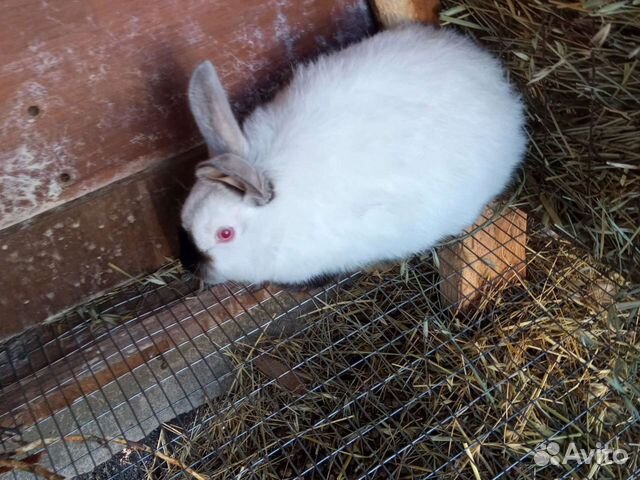 Калифорнийские кролики
