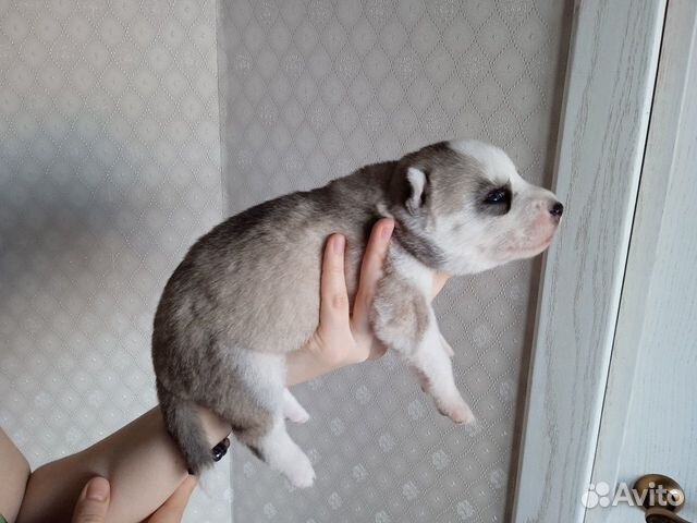Щенки сибиркий хаски