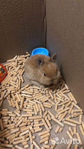 Декоративные кролик бесплатно