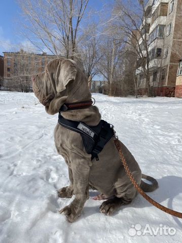 Мастино неаполитано