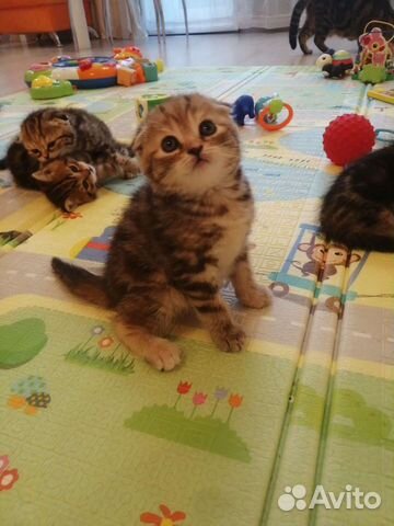 Шотландская вислоухая кошка