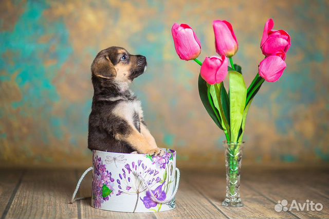 Щенки метисы овчарки от домашней собаки