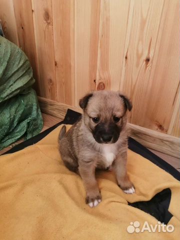 Отдам щенка мальчика в добрые руки