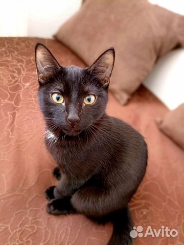 Кот бесплатно