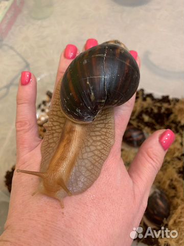 Отдам в добрые руки улиток Ахатин