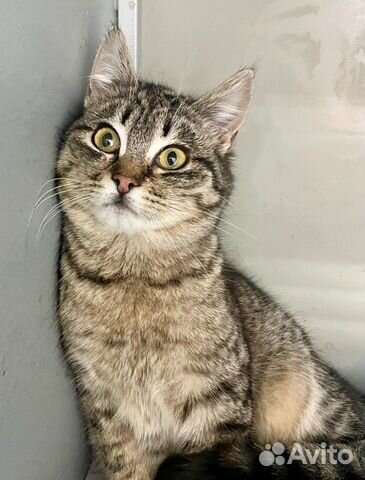 Котенок-девочка в поисках Добрых друзей)