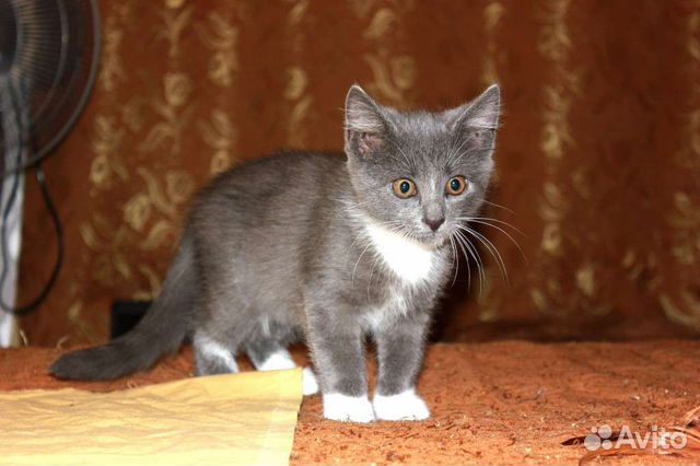 Котик и его папа в добрые руки