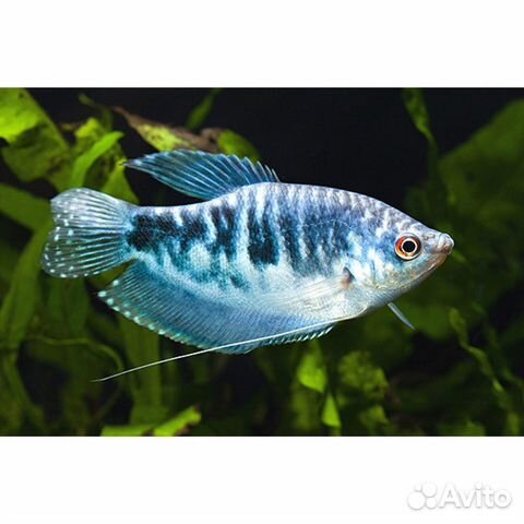 Аквариумные рыбки даром