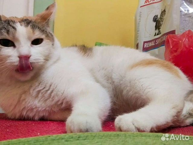 Ласковая кошечка Белла в добрые руки