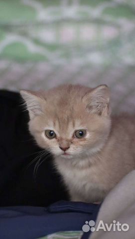 Котенок