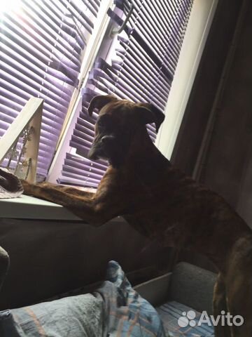 Боксер собака