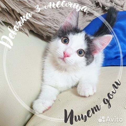 Котёнок-девочка в добрые руки