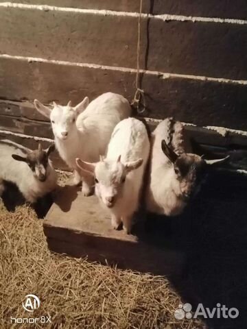 Козы и козлята продажа