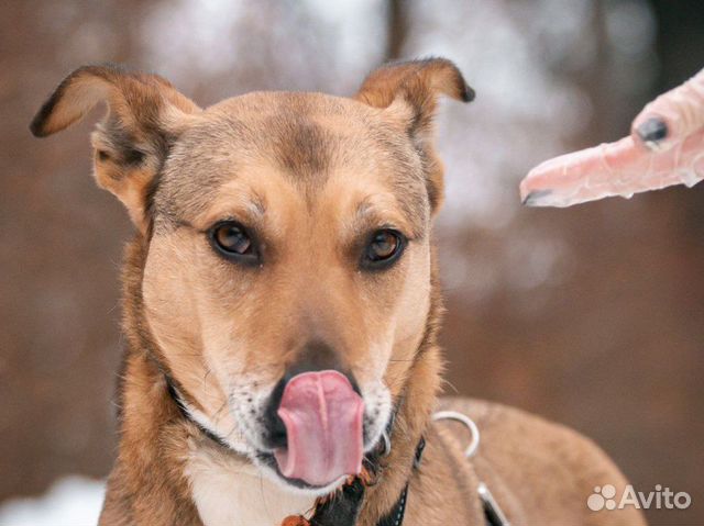 Собака басенджи Нага в добрые руки