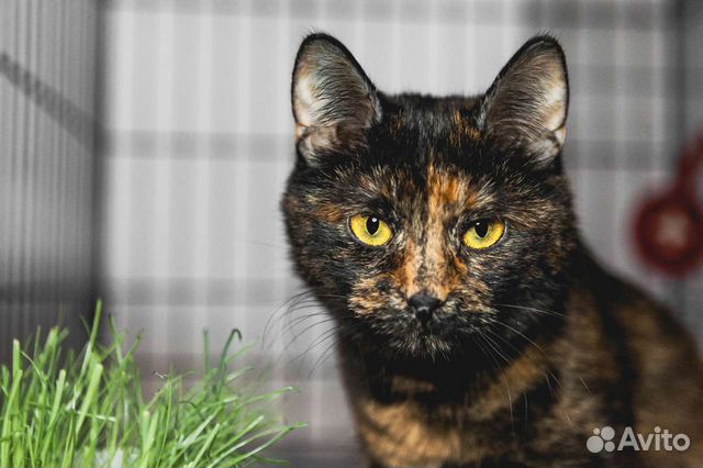 Плюшка. Идти некуда, нужен дом